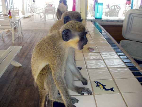 Facts about the Monkeys on the Island of Saint Kitts - HubPages