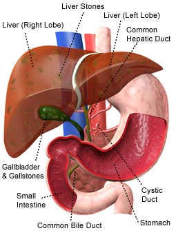 What is Liver Transplant - How and Why it is done? - HubPages
