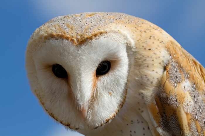 Everything You Wanted to Know About the Barn Owl - HubPages