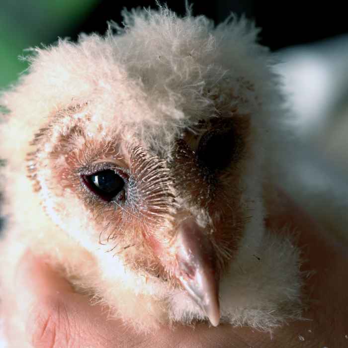 Everything You Wanted to Know About the Barn Owl - HubPages