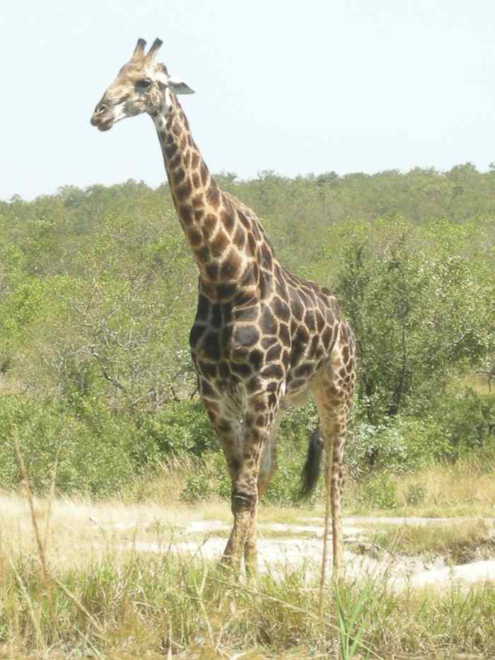 Tourist Attractions in the Eastern Transvaal - HubPages