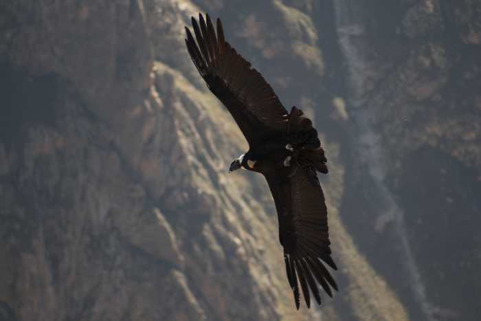 Everything You Wanted to Know About the Andean Condor - HubPages