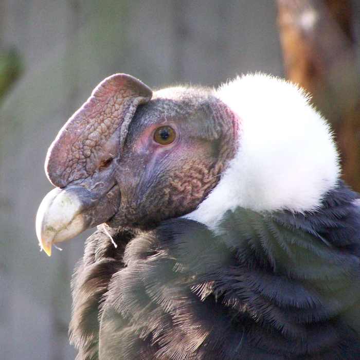 Everything You Wanted to Know About the Andean Condor - HubPages