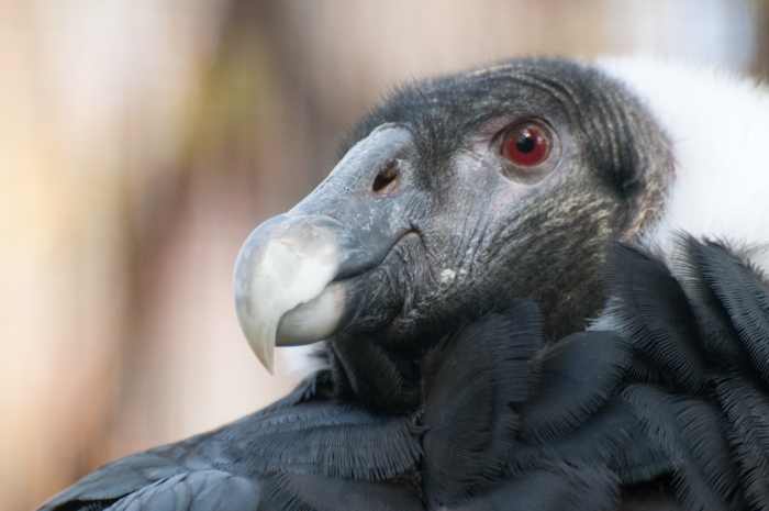 Everything You Wanted to Know About the Andean Condor - HubPages