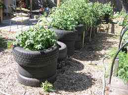The Idiots Guide: How to Grow Potatoes, Potato Growing in Tires / Tyres ...