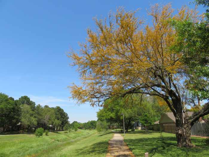 Growing Huisache Trees in Southern Landscaping: Beauty and the Beast ...