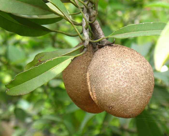 The wonderful health benefits of the chiku fruit - HubPages