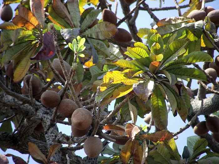 The wonderful health benefits of the chiku fruit - HubPages