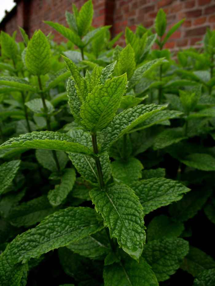 Peppermint Herb, Peppermint Tea, Peppermint Essential Oil - Uses ...
