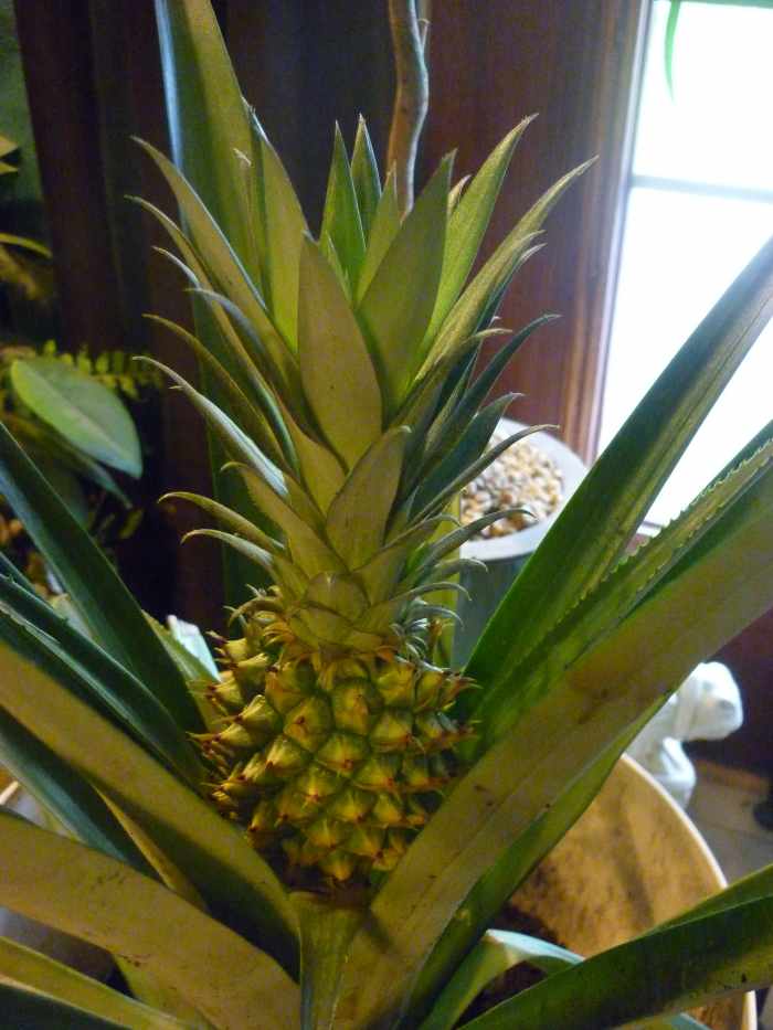 Midwest Grown Pineapples - HubPages