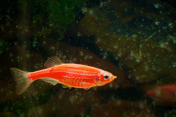 Is It Cruel To Keep Glofish HubPages is-it-cruel-to-keep-glofish-hubpages
