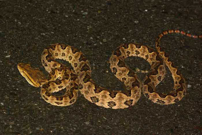 Japan, Venomous Snakes, Poisonous Spiders and Deadly Bugs and Insects ...