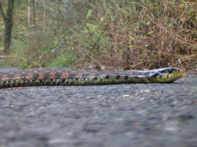 Japan, Venomous Snakes, Poisonous Spiders and Deadly Bugs and Insects ...