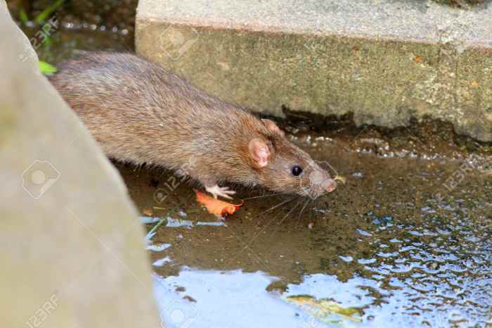 The Brown Rat - Rattus norvegicus, And How to Rid Yourself Of Their ...