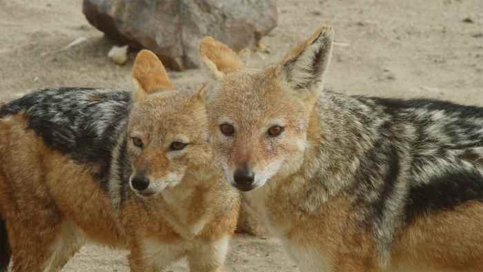 12 Wild Animals That Are Members of The Dog Family - HubPages