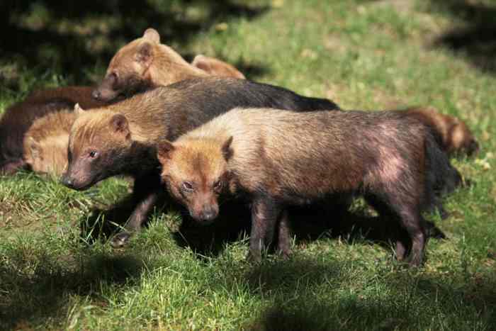 12 Wild Animals That Are Members of The Dog Family - HubPages