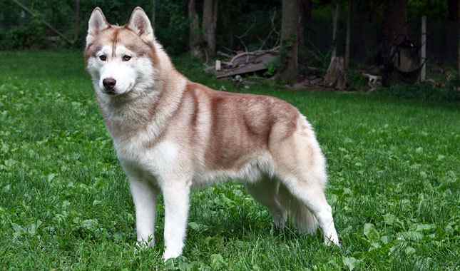 10 Most Expensive Dogs in Pakistan - HubPages