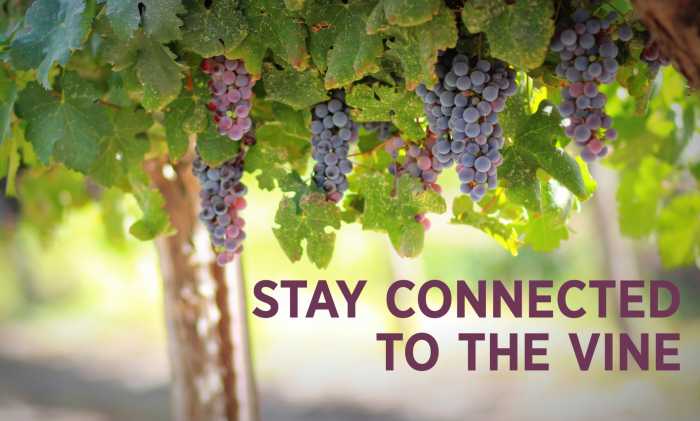 The Vine - HubPages