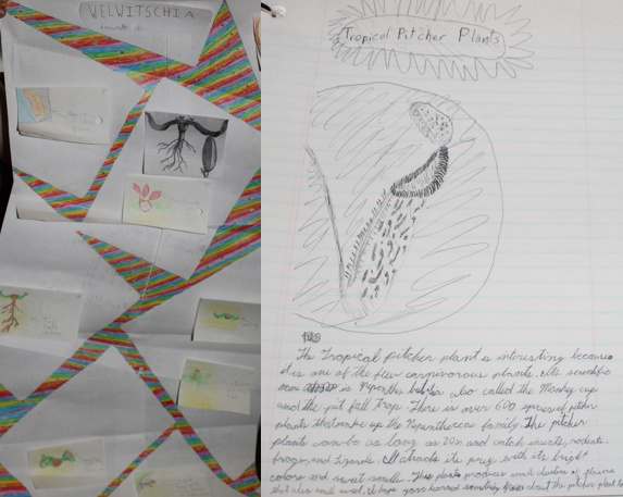 Photosynthesis and Plant Parts STEM Lesson Plan for Middle School ...