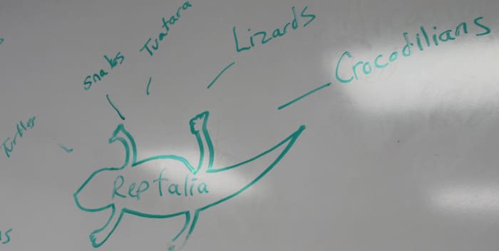 Reptiles Lesson Plan for Middle School Biology - HubPages