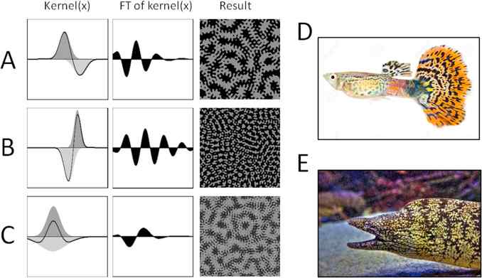 5 Mathematical Patterns in Nature: Fibonacci, Fractals and More - Owlcation