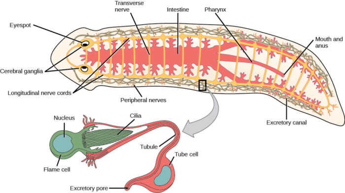 Physiology of Trematodes - HubPages