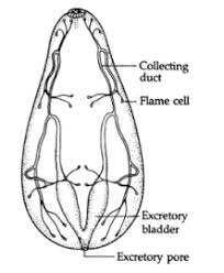 Physiology of Trematodes - HubPages