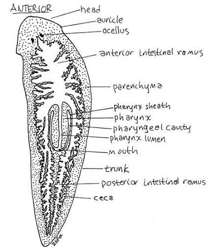 Physiology of Trematodes - HubPages