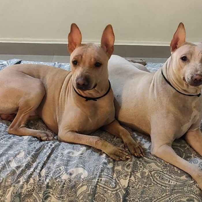 Seven Indian Dog Breeds - Available For Free Adoption - HubPages