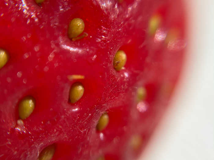 How to Grow Strawberries from Seed - HubPages