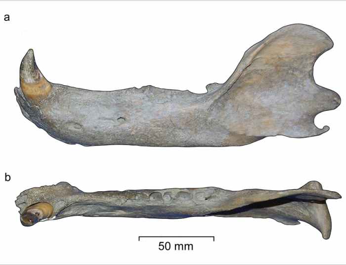 The Great White Shark of the North: The Polar Bear - HubPages