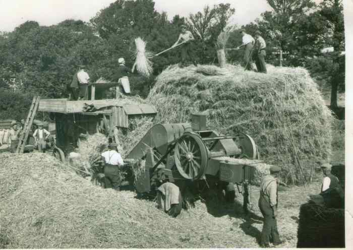 Original Old Guernsey Farming Pictures and Photos. - HubPages
