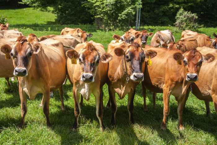 Young's Jersey Dairy Farm and Recreation Complex - West Central Ohio ...