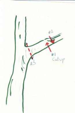 An Illustrated Guide for Pruning An Overgrown Apple Tree - HubPages