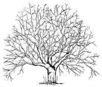 An Illustrated Guide for Pruning An Overgrown Apple Tree - HubPages