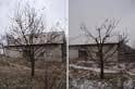 An Illustrated Guide for Pruning An Overgrown Apple Tree - HubPages