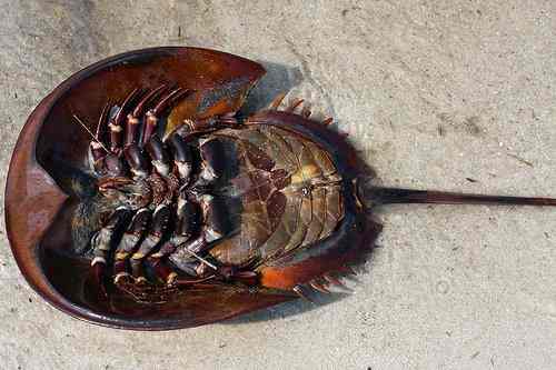 Eating Horseshoe Crab - HubPages