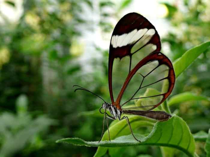 Rare Animals: Top 10 Rarest Butterflies in the World - HubPages