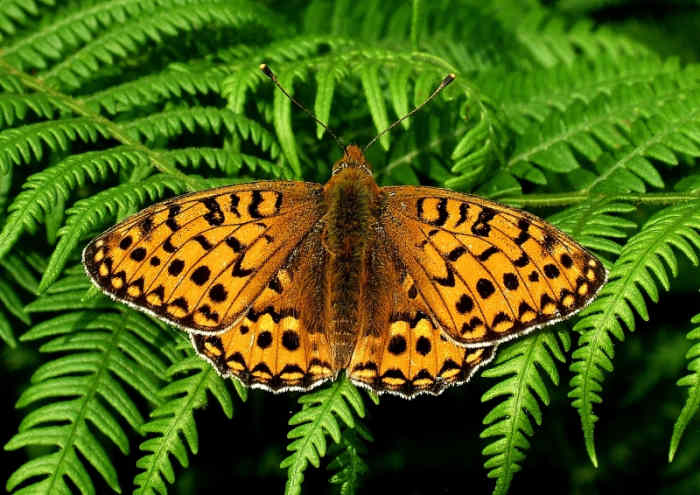Rare Animals: Top 10 Rarest Butterflies in the World - HubPages