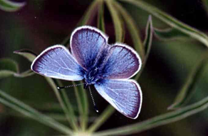 Rare Animals: Top 10 Rarest Butterflies in the World - HubPages