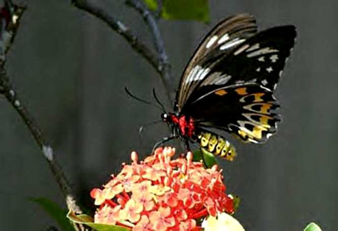 Rare Animals: Top 10 Rarest Butterflies in the World - HubPages