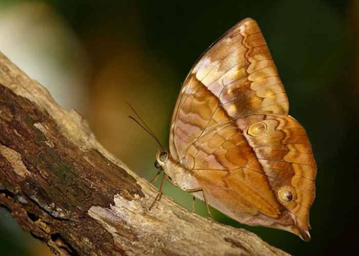 Rare Animals: Top 10 Rarest Butterflies in the World - HubPages