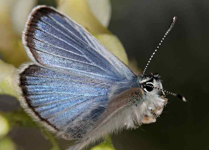Rare Animals: Top 10 Rarest Butterflies in the World - HubPages