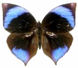 Rare Animals: Top 10 Rarest Butterflies in the World - HubPages