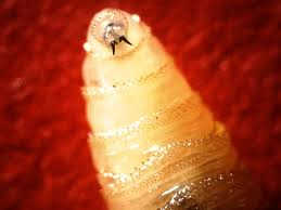 Poisonous and Venomous Spiders, Snakes and Insects in the Bahamas ...