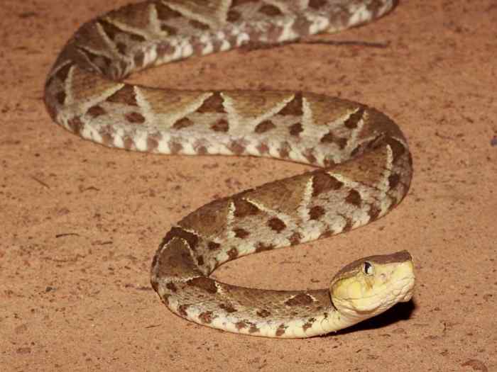 Poisonous and Venomous Spiders, Snakes and Insects in the Bahamas ...