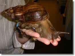 Poisonous and Venomous Spiders, Snakes and Insects in the Bahamas ...