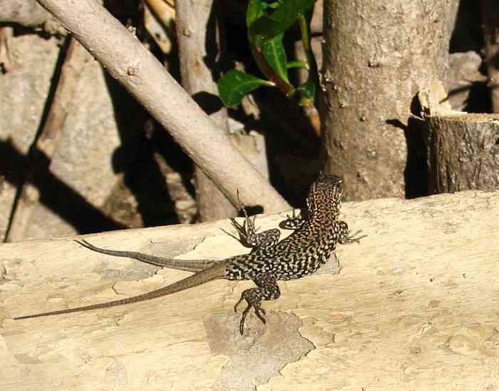 Animals with Two Tails - HubPages