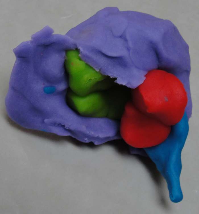 Nervous System Lesson - HubPages