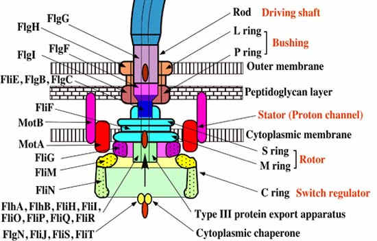 The Mechanism Behind Bacterial/Prokaryotic Motility - HubPages